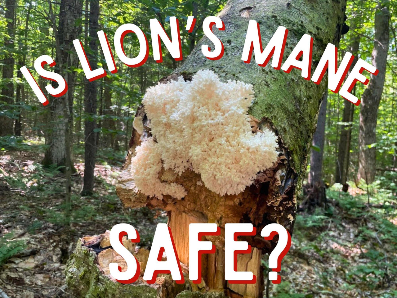 What Are the Side Effects of Lion's Mane? – Birch Boys, Inc.
