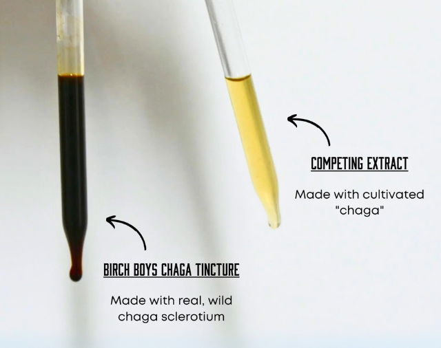 Chaga Tincture: Potent Immunity in Drops – Birch Boys, Inc.