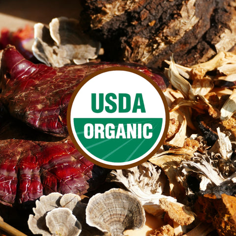 Fungi Five Tincture - Quintessential Health Elixir – Birch Boys, Inc.