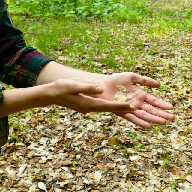 Chaga Skin Cream: Natural Hydration & Relief – Birch Boys, Inc.